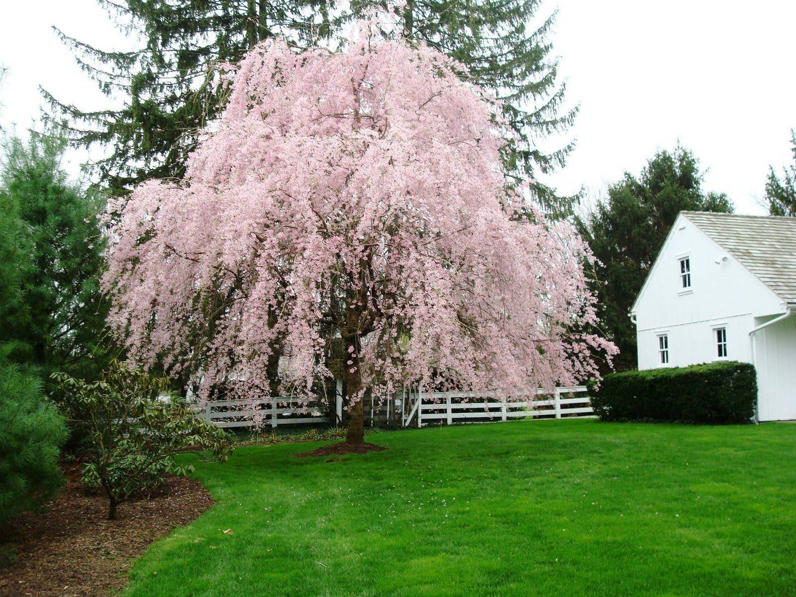 22 Cherry Tree Garden Ideas You Should Look | SharonSable