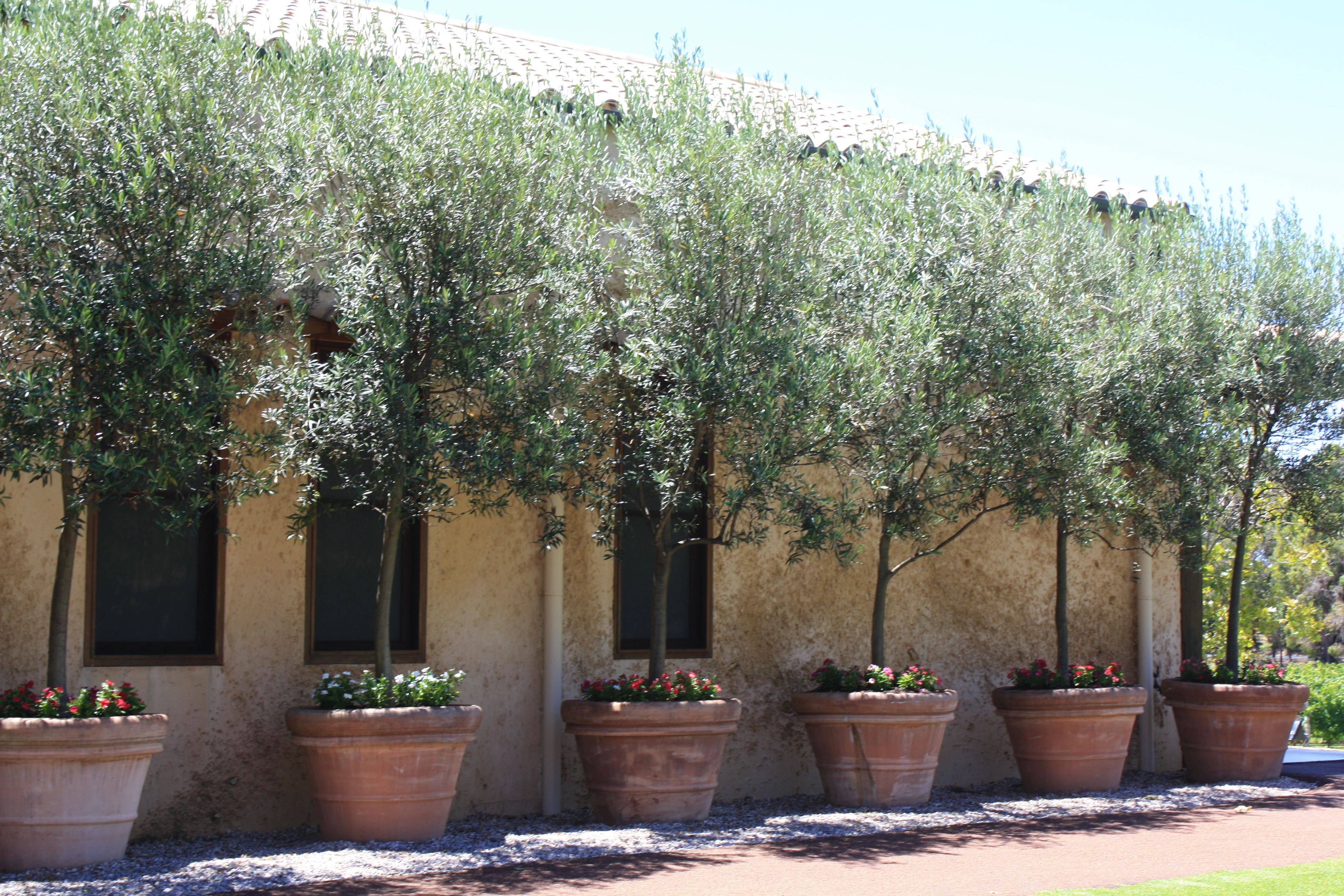 19 Olive Tree Garden Ideas You Should Check | SharonSable