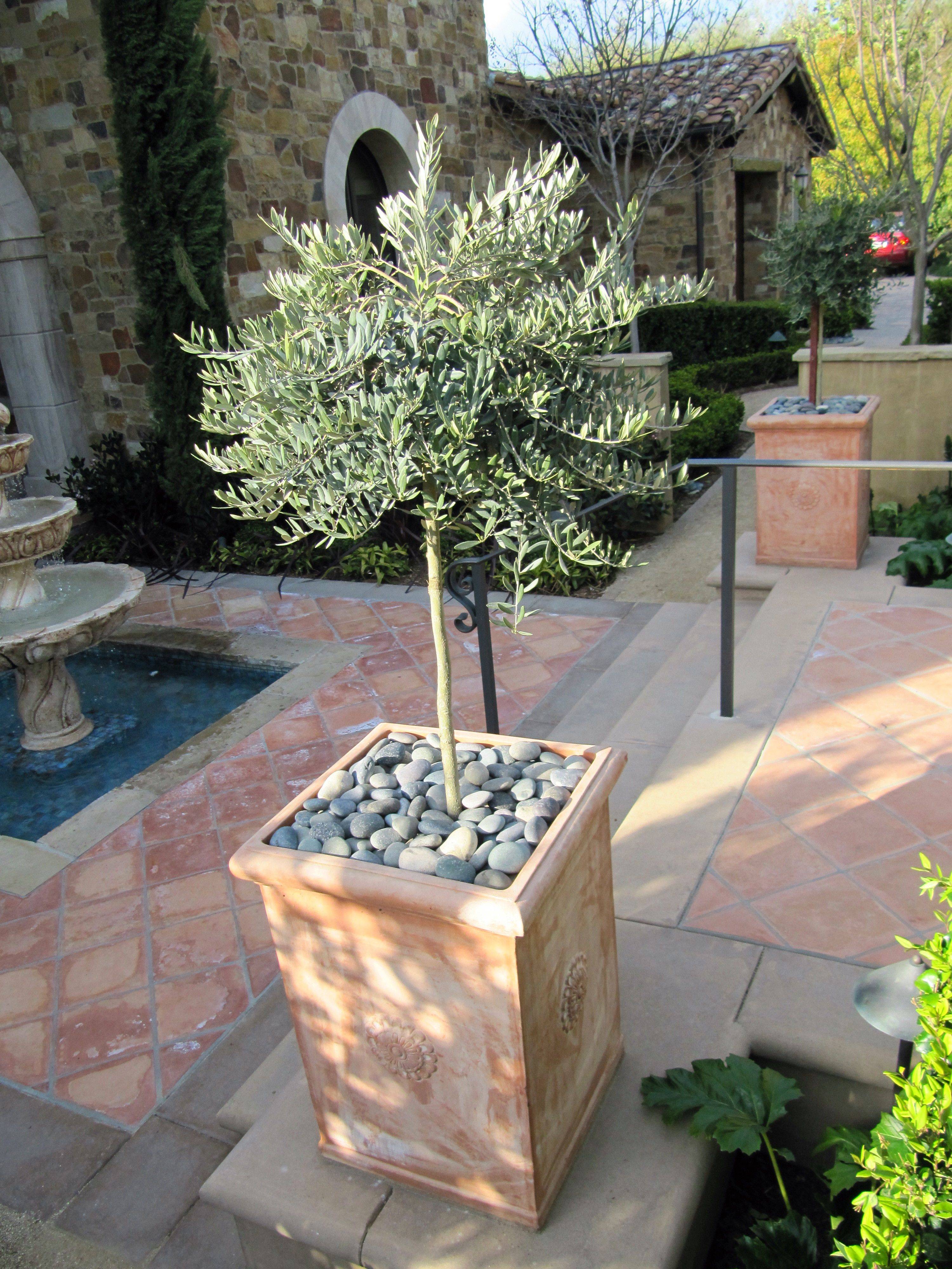 19 Olive Tree Garden Ideas You Should Check | SharonSable