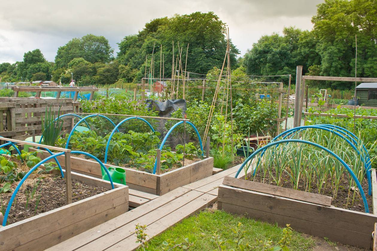 21 UK Allotment Garden Ideas You Should Check | SharonSable