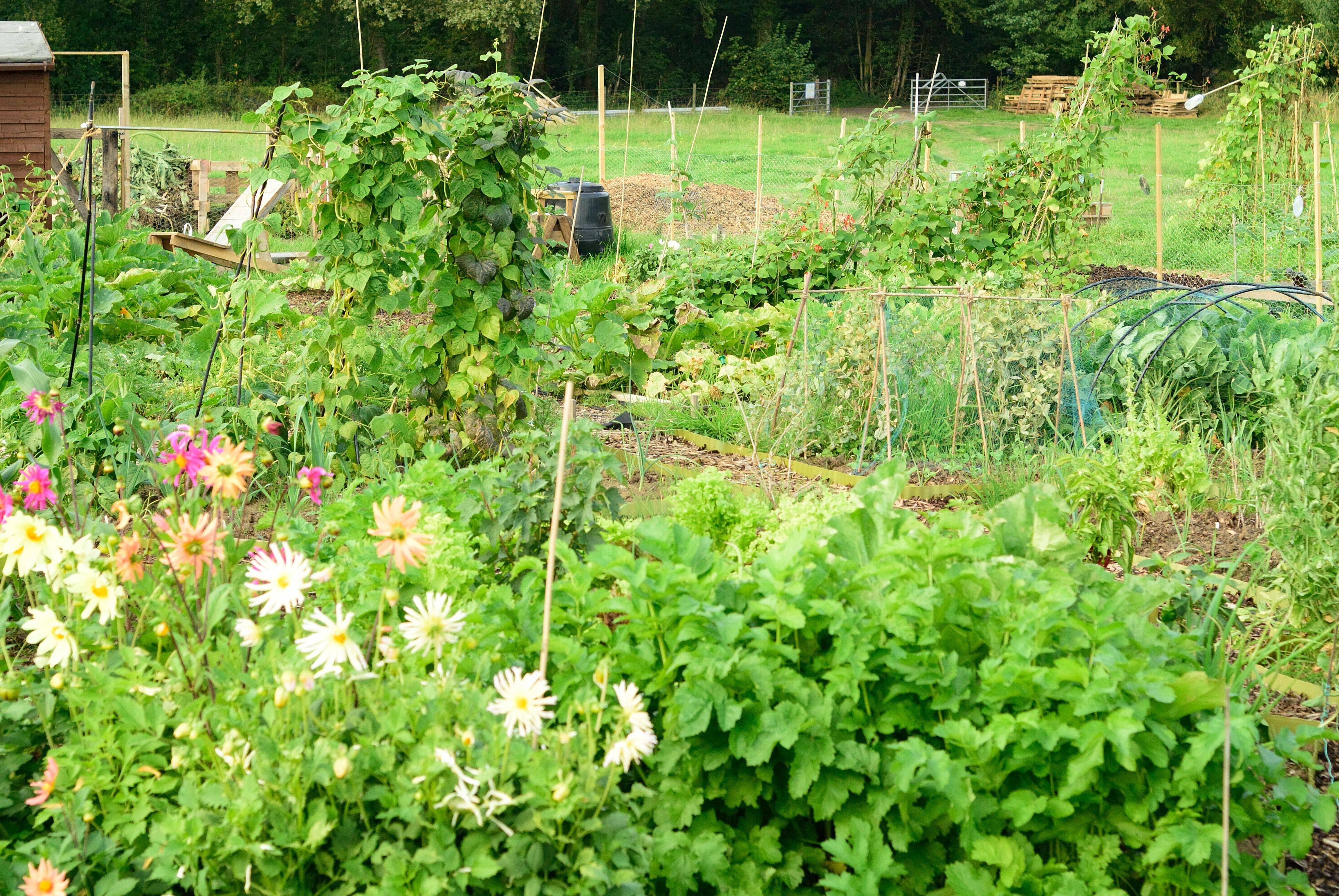 21 UK Allotment Garden Ideas You Should Check | SharonSable