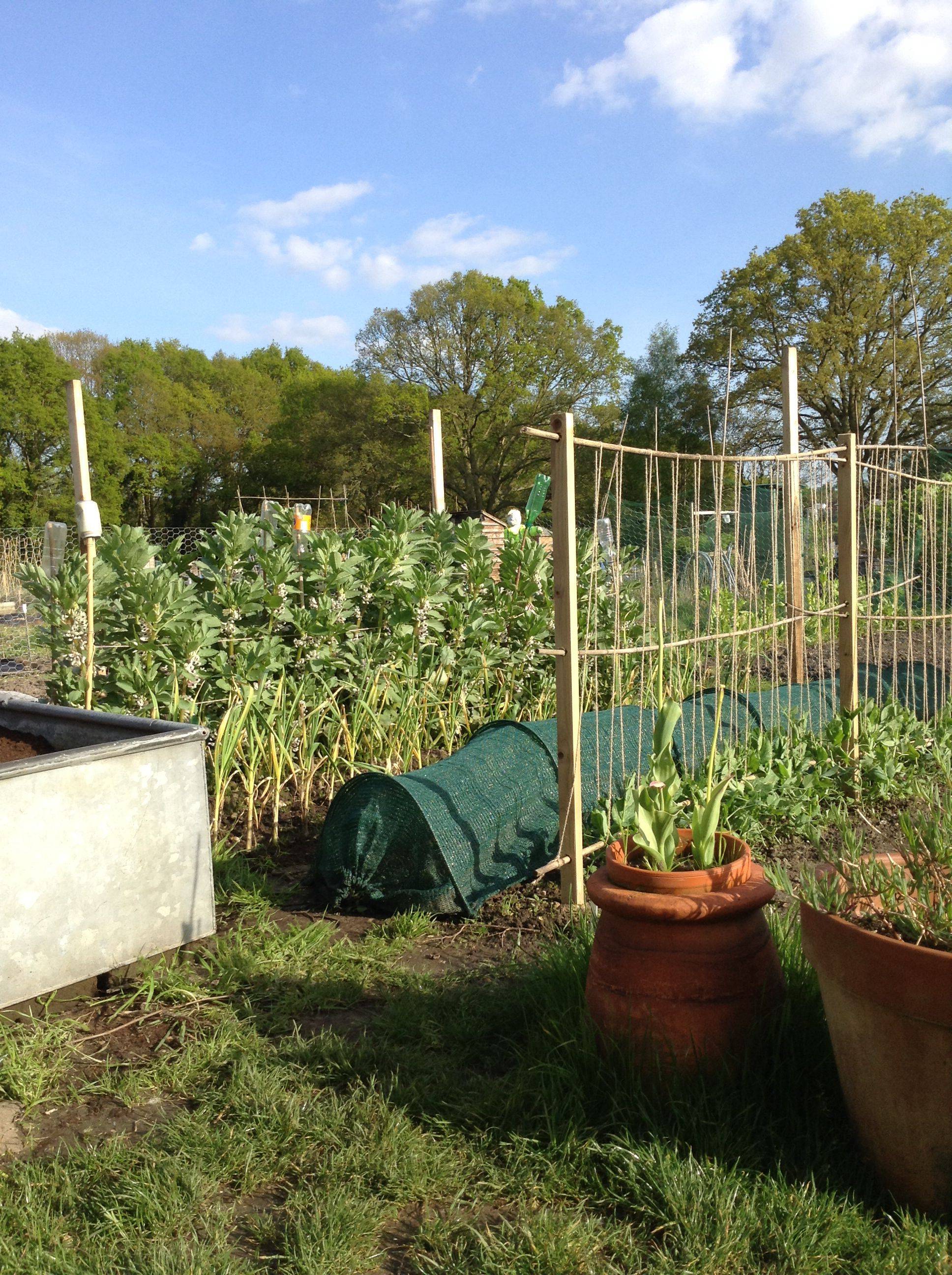 21 UK Allotment Garden Ideas You Should Check | SharonSable