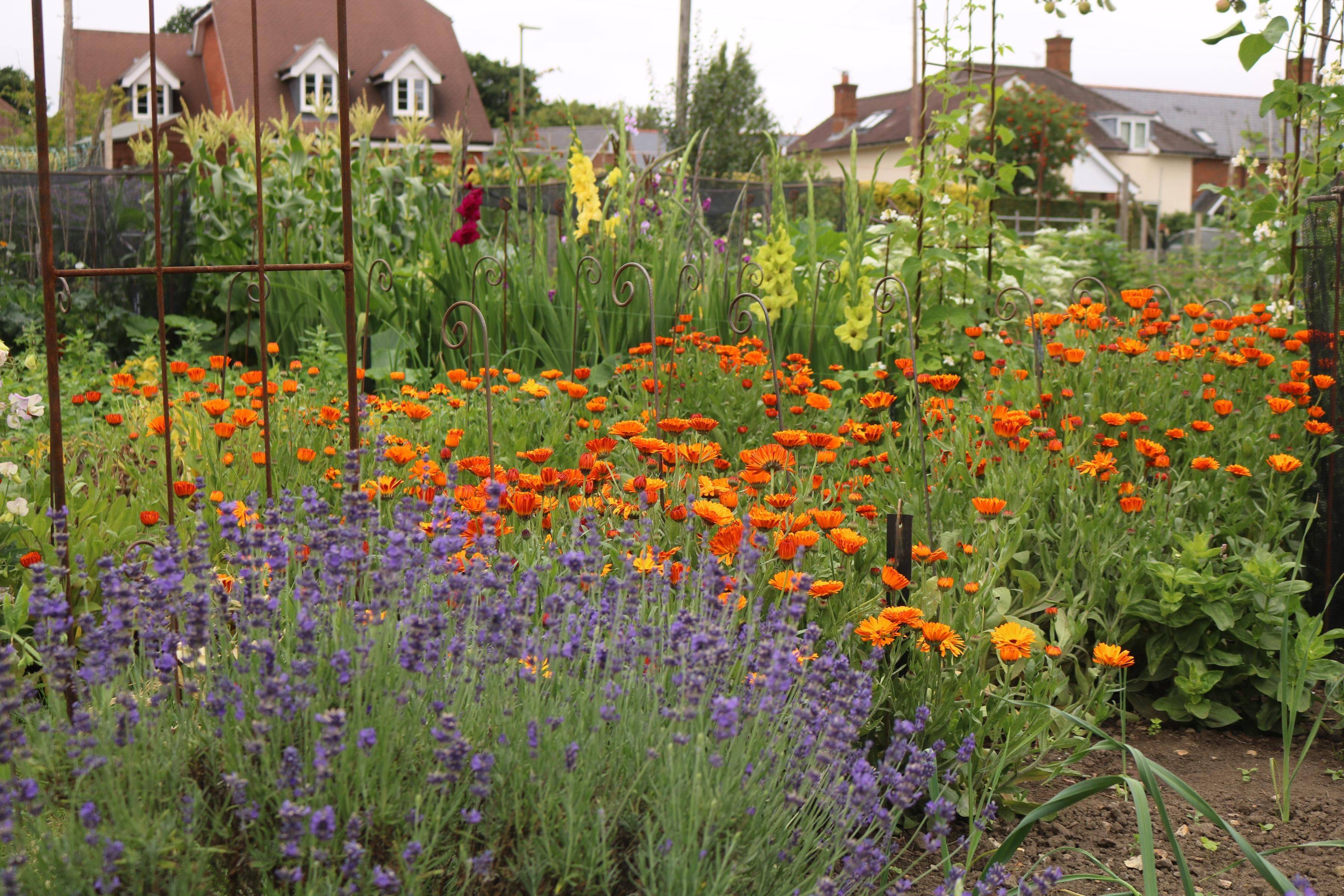 21 UK Allotment Garden Ideas You Should Check | SharonSable