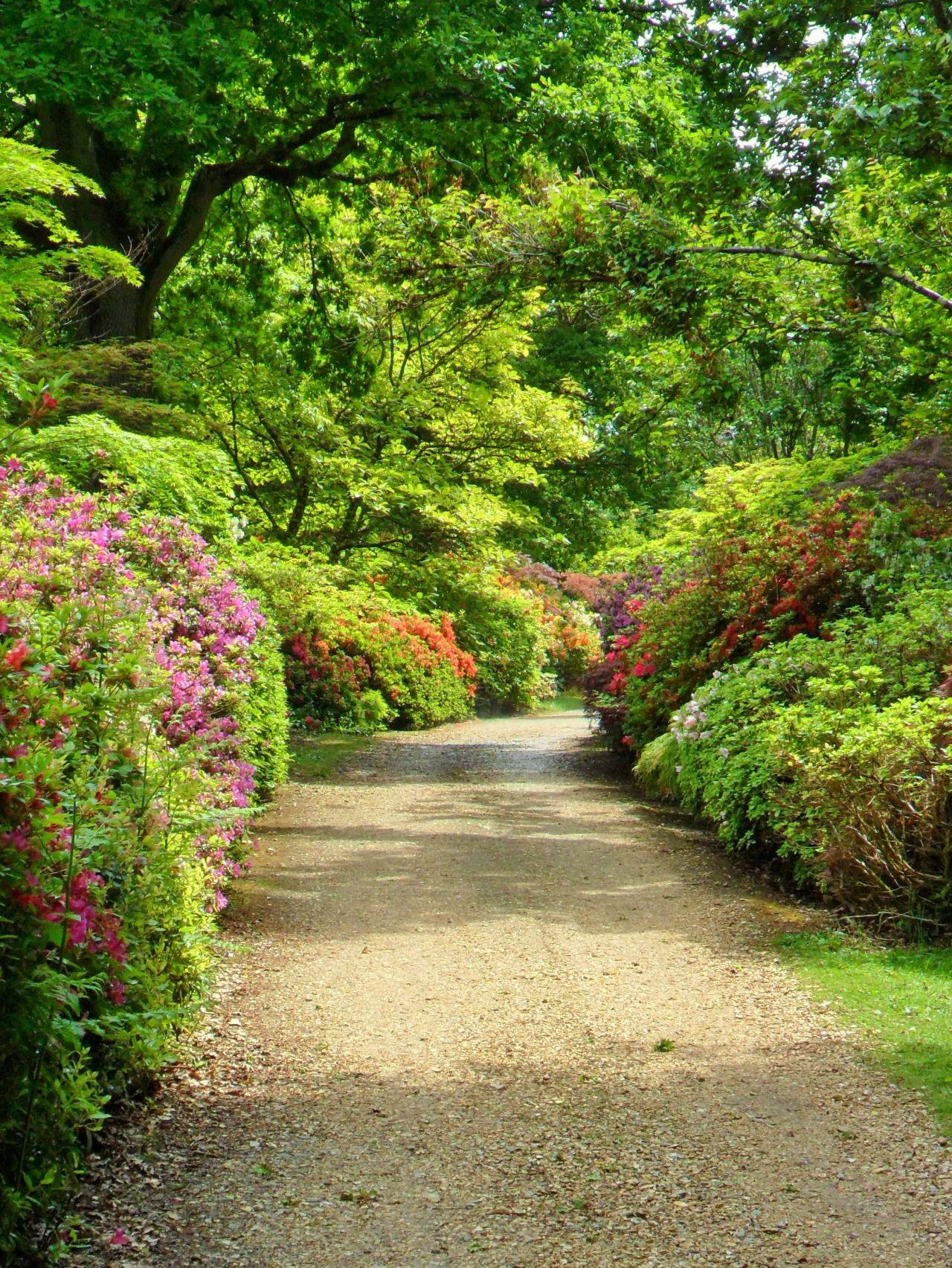 24 Exbury Garden Ideas Worth a Look | SharonSable