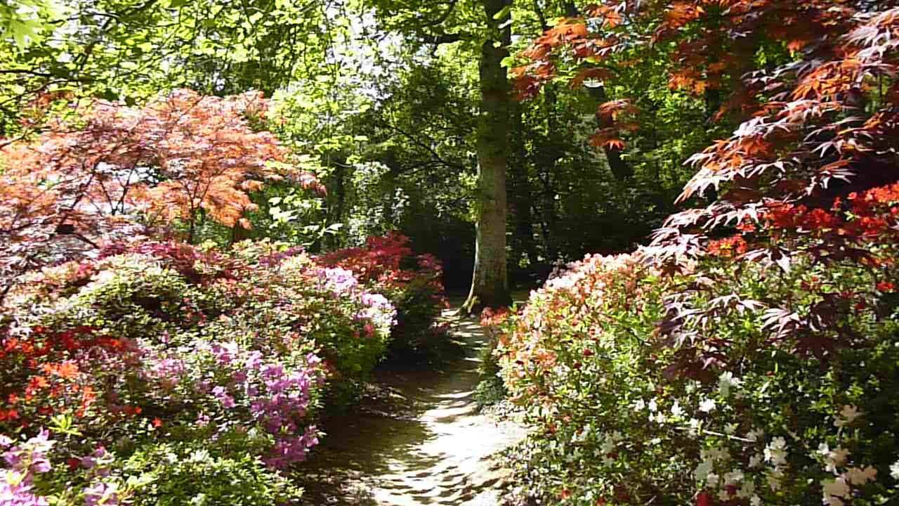 24 Exbury Garden Ideas Worth a Look | SharonSable