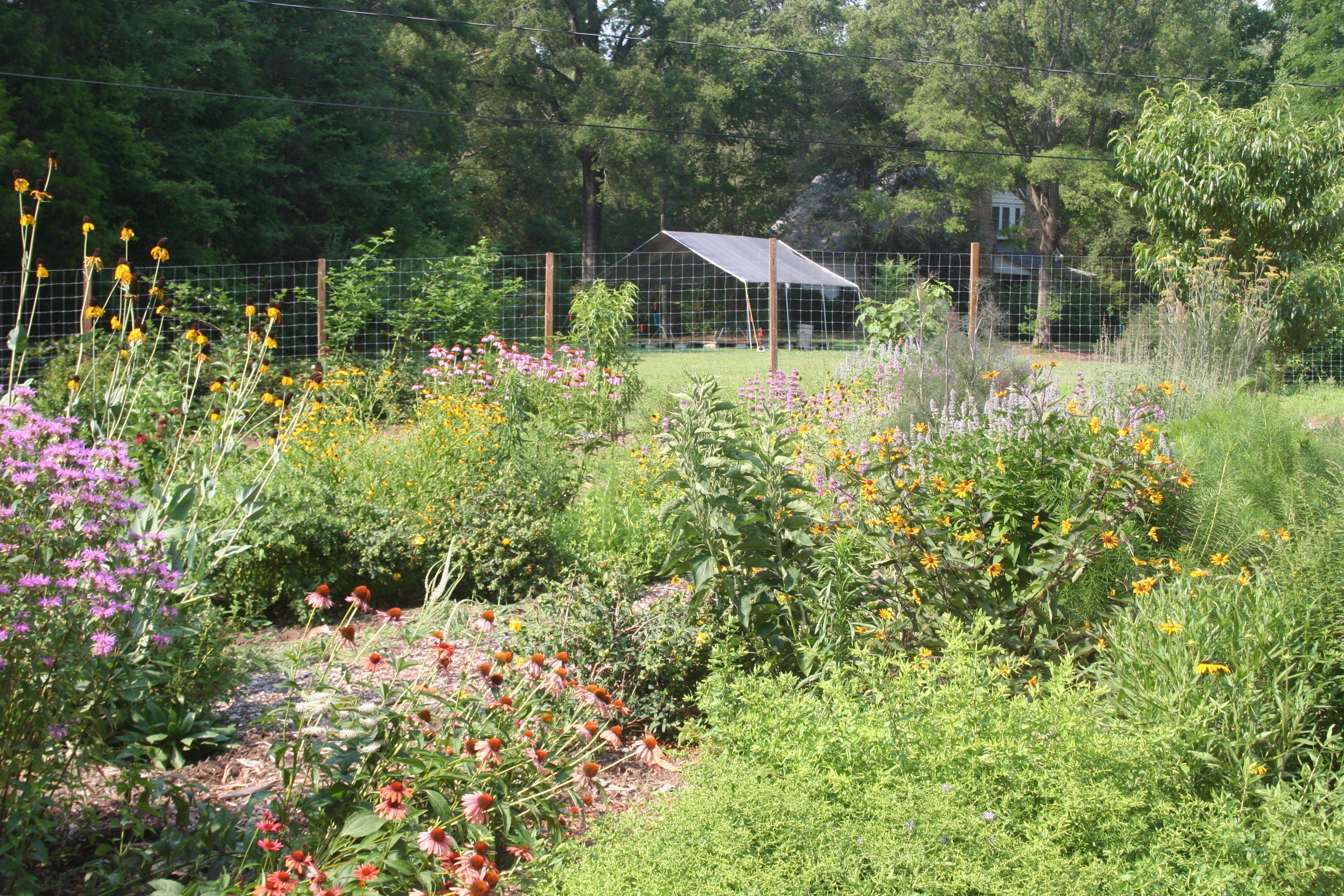 20 Pollinator Garden Ideas You Should Look | SharonSable