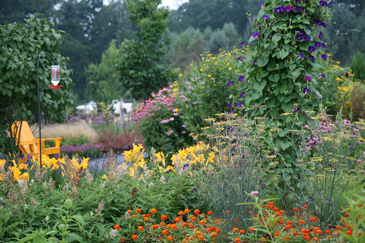 20 Pollinator Garden Ideas You Should Look | SharonSable