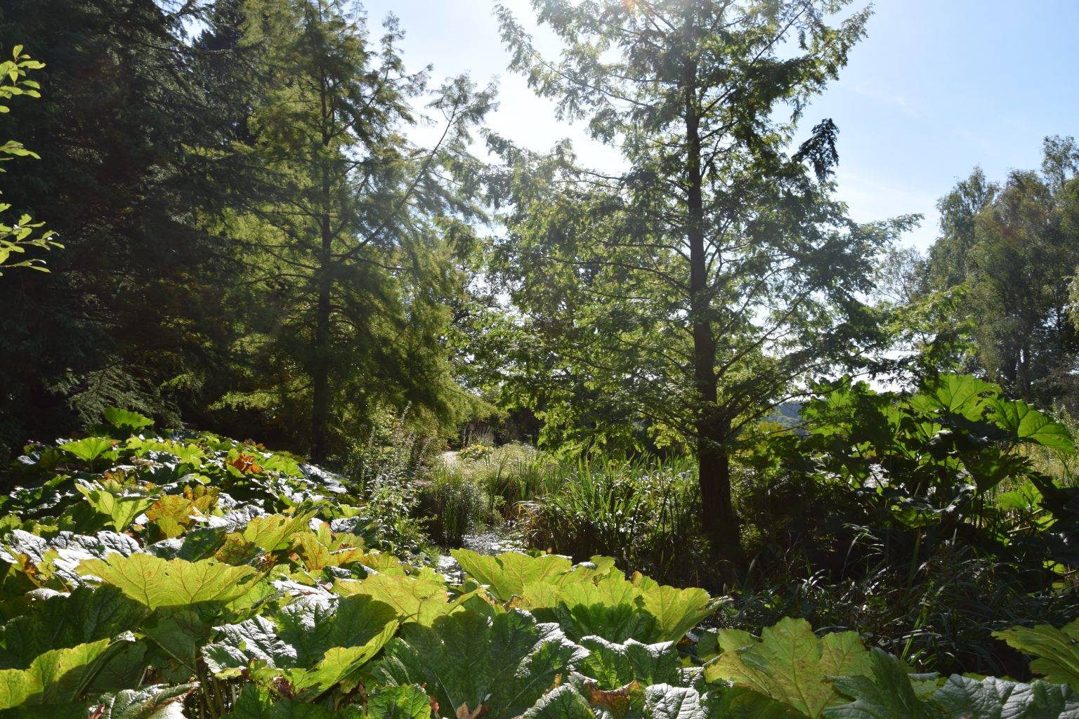 21 Furzey Garden New Forest Ideas Worth a Look | SharonSable