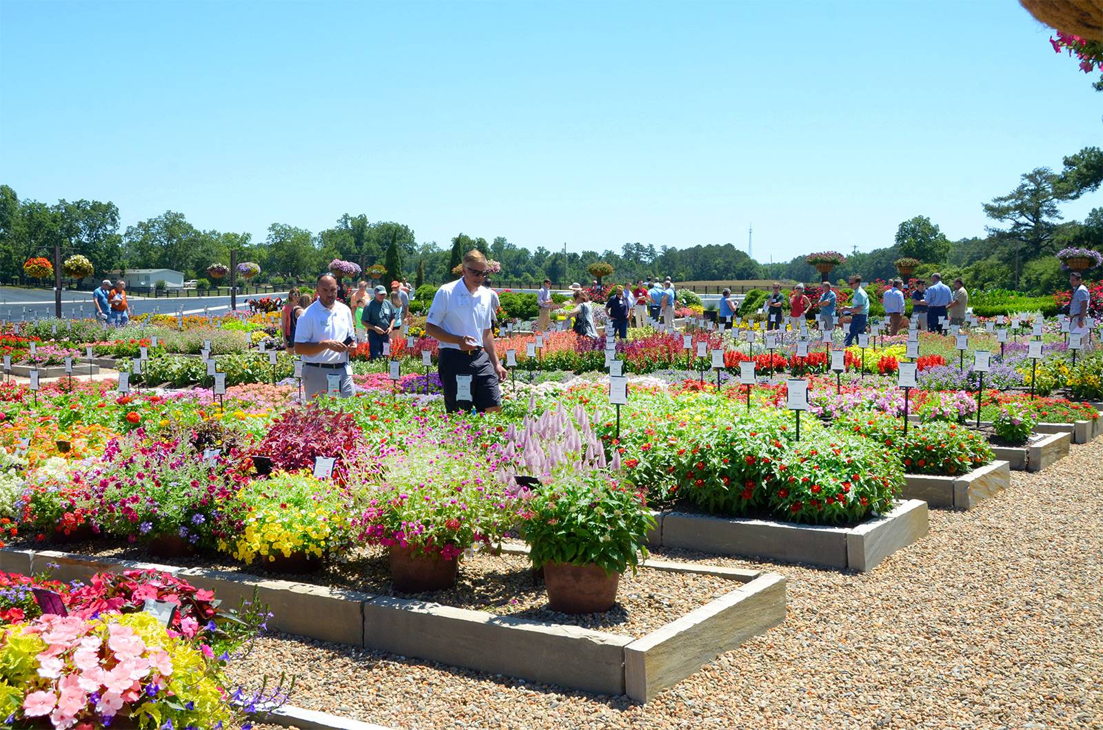 18 Trial Garden Ideas To Try This Year | SharonSable