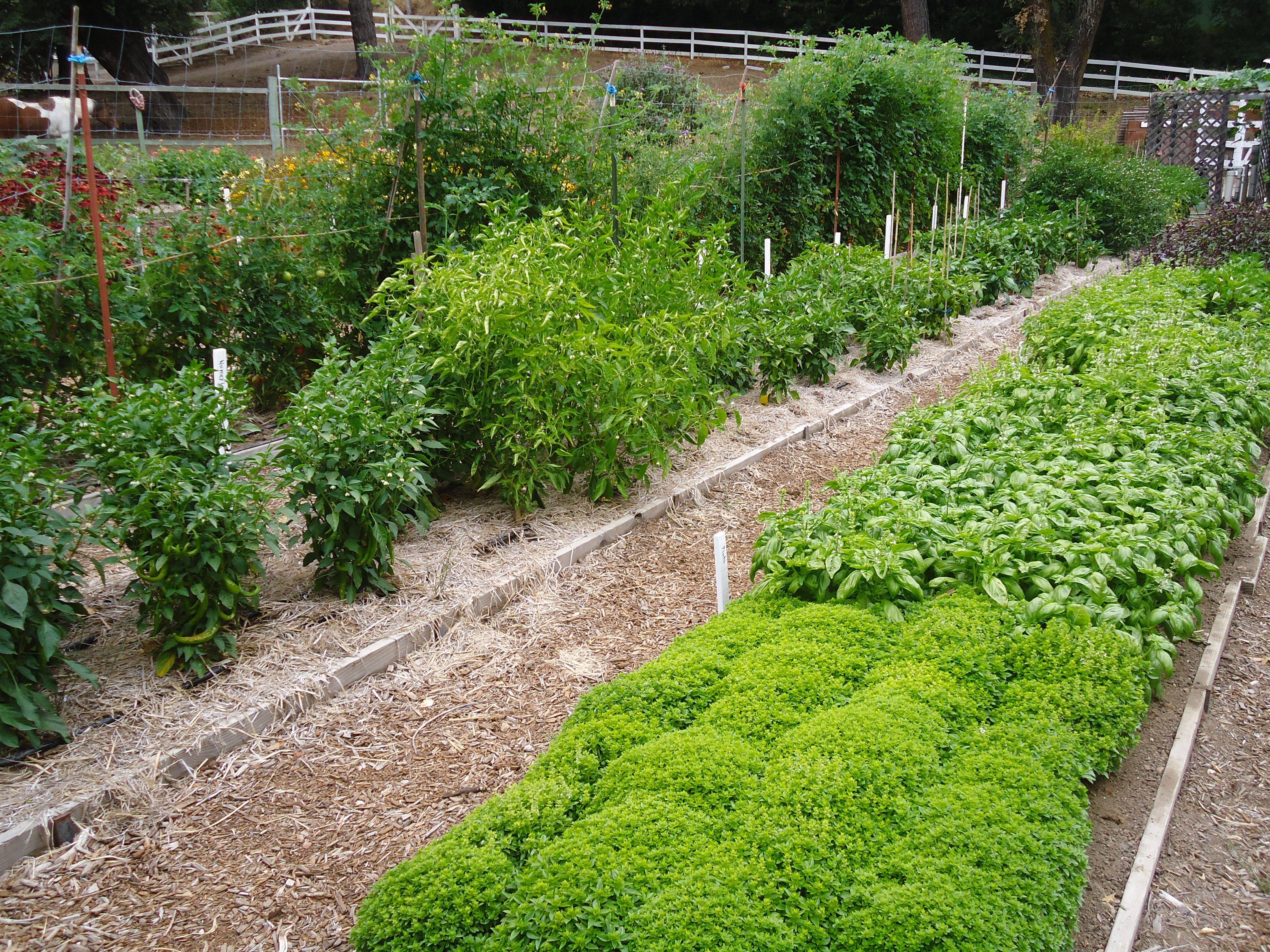 18 Trial Garden Ideas To Try This Year | SharonSable