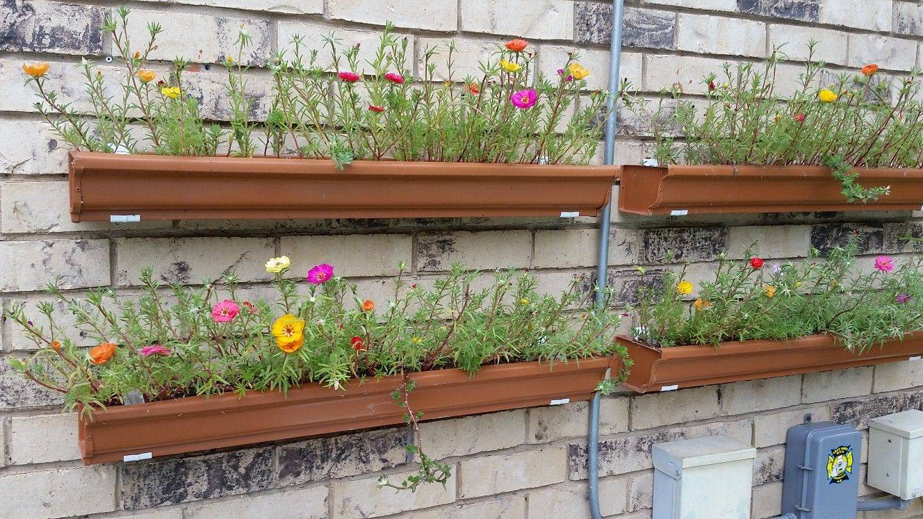 20 Best Plants for Gutter Garden Ideas You Should Look | SharonSable