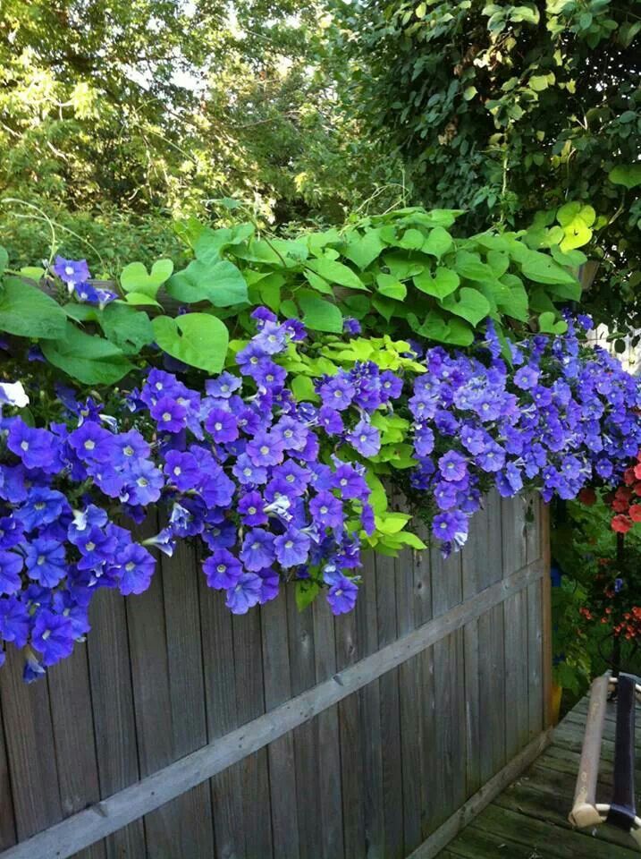 21 Gutter Flower Garden Ideas You Cannot Miss | SharonSable
