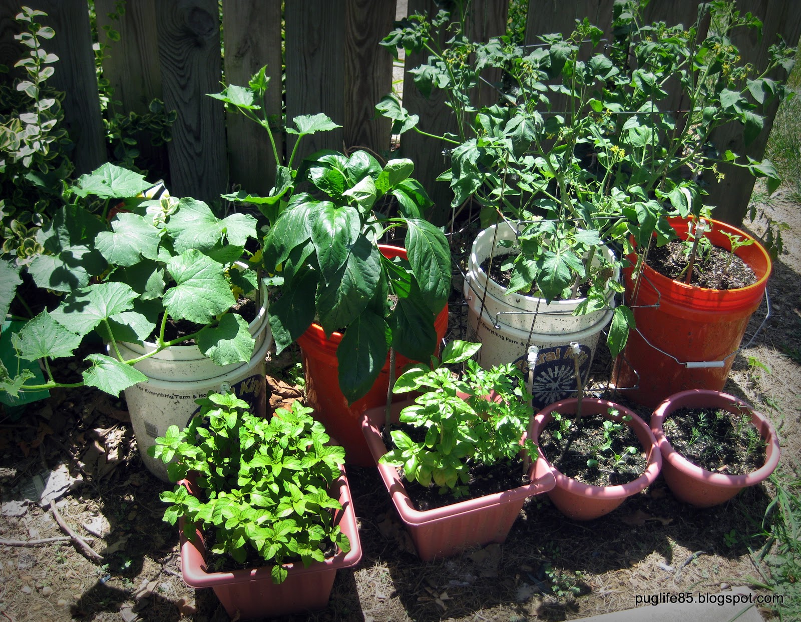 24 DIY Container Vegetable Garden Ideas You Gonna Love | SharonSable