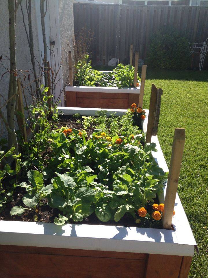 20 Window Box Vegetable Garden Ideas To Consider | SharonSable 20 Window Box Vegetable Garden Ideas To Consider | SharonSable