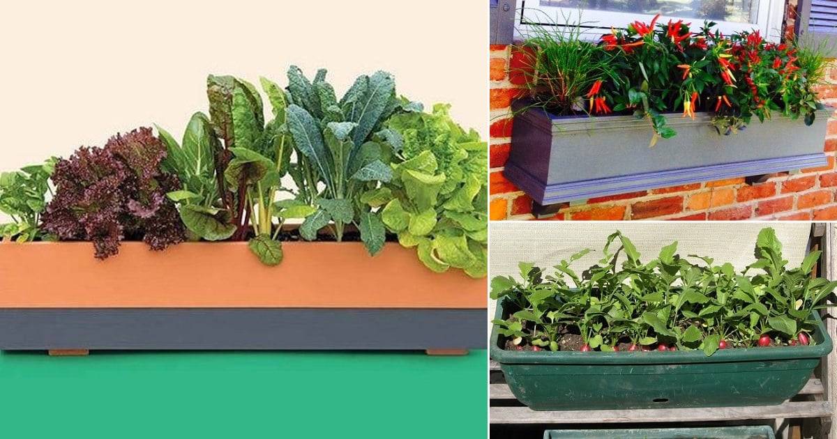 20 Window Box Vegetable Garden Ideas To Consider | SharonSable