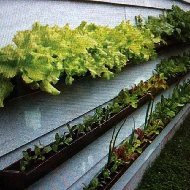 23 Rain Gutter Bucket Garden Ideas You Should Check | SharonSable