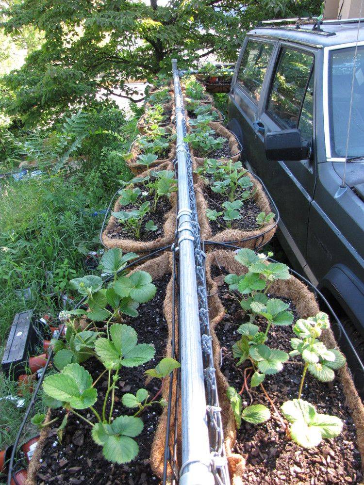 22 Chain Link Garden Fence Ideas Worth to Check | SharonSable