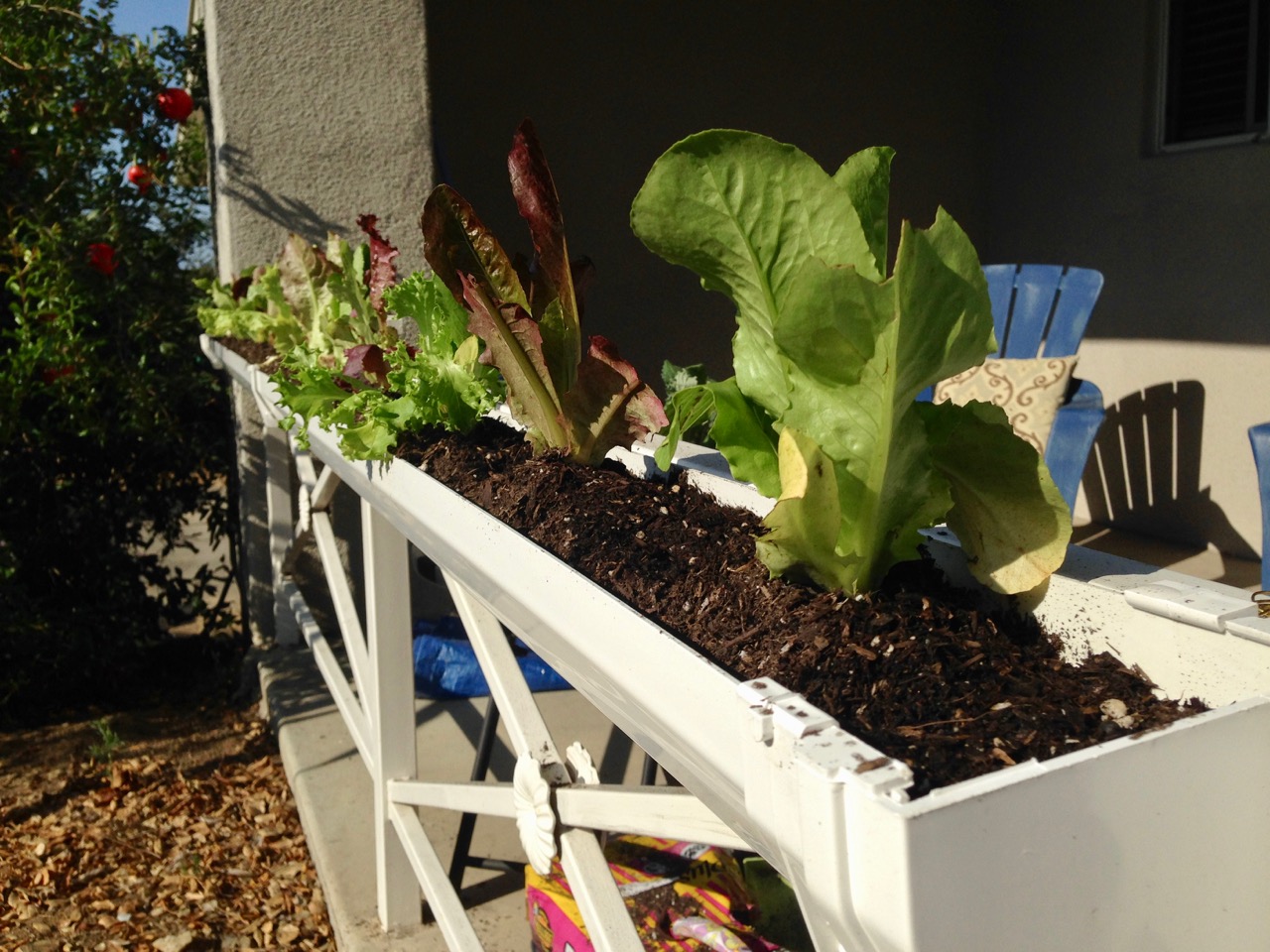 19 Greenhouse Rain Gutter Garden Ideas Worth a Look | SharonSable