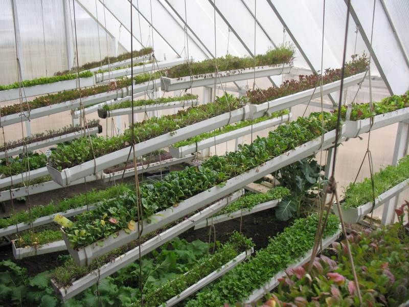 19 Greenhouse Rain Gutter Garden Ideas Worth a Look | SharonSable