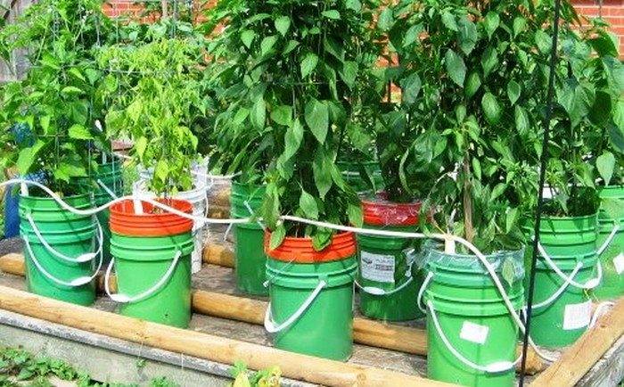 18 DIY Self Watering 5 Gallon Bucket Garden Ideas For This Year ...
