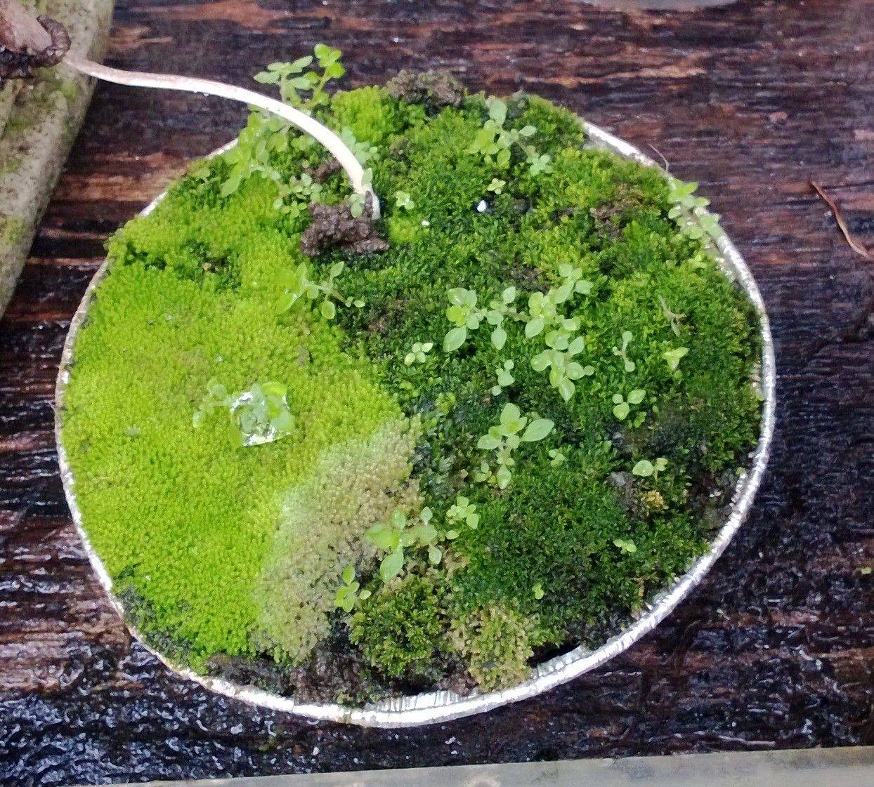25 Mini Zen Garden Moss Ideas You Gonna Love | SharonSable