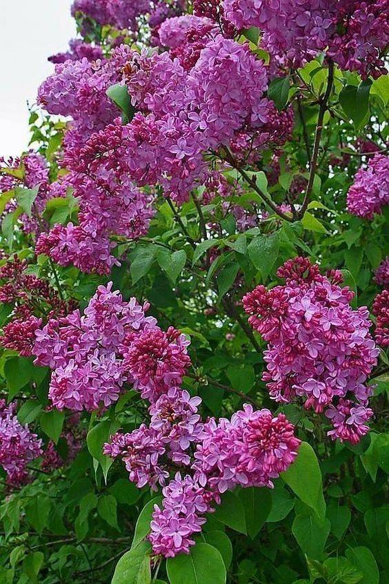 23 Lilac Flower Garden Ideas For This Year | SharonSable