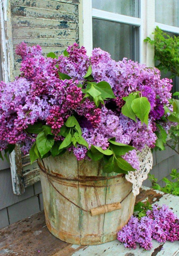 23 Lilac Flower Garden Ideas For This Year | SharonSable