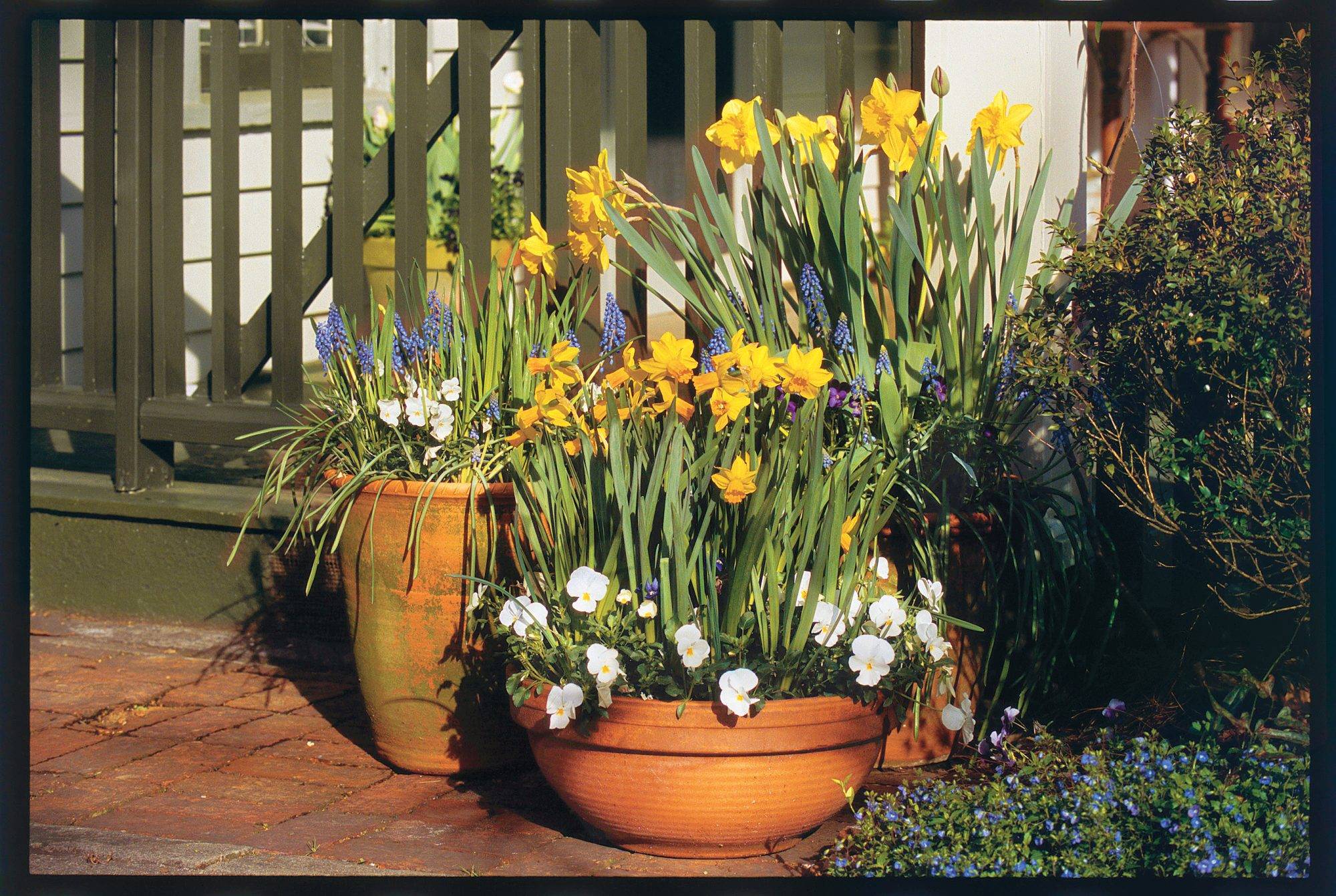 19 Bulb Garden Design Ideas To Try This Year | SharonSable