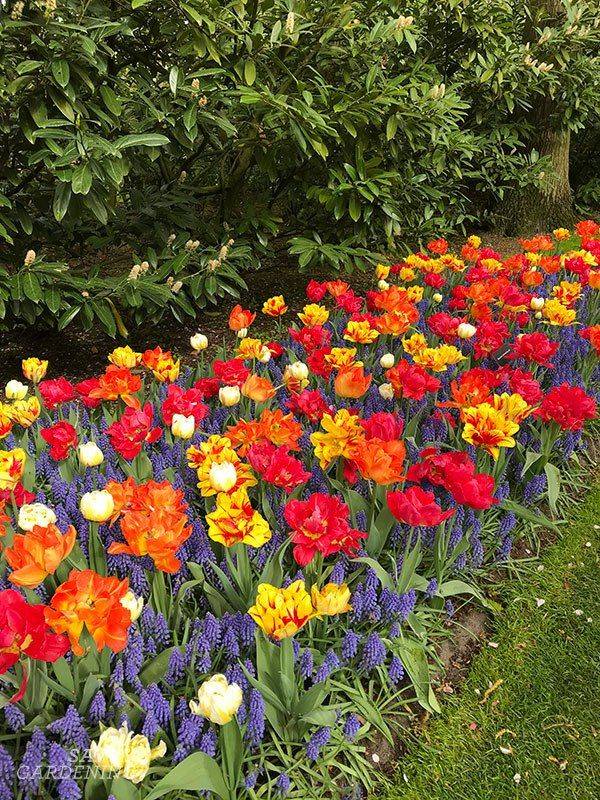 19 Bulb Garden Design Ideas To Try This Year | SharonSable