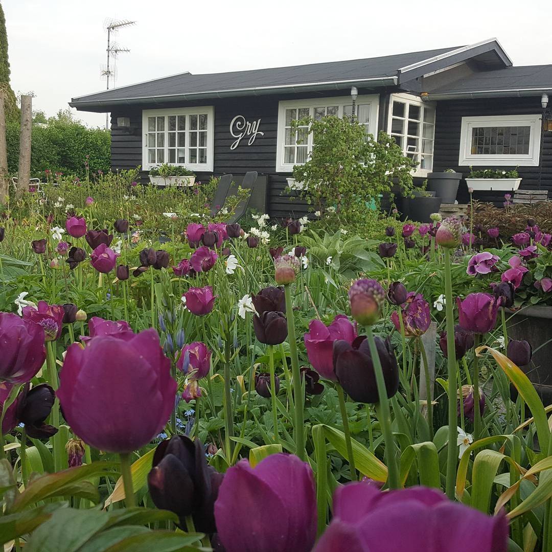 19 Bulb Garden Design Ideas To Try This Year | SharonSable