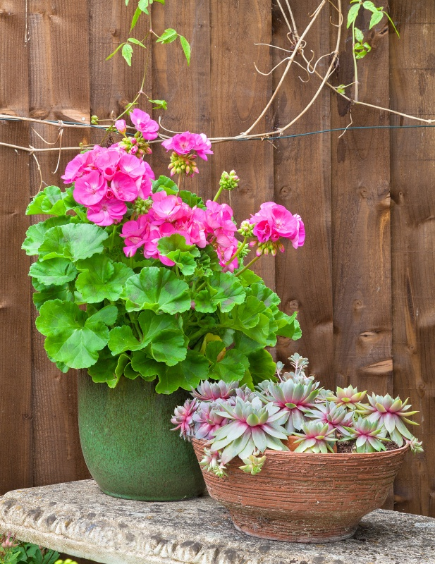 19 Summer Bulb Garden Ideas You Should Look | SharonSable