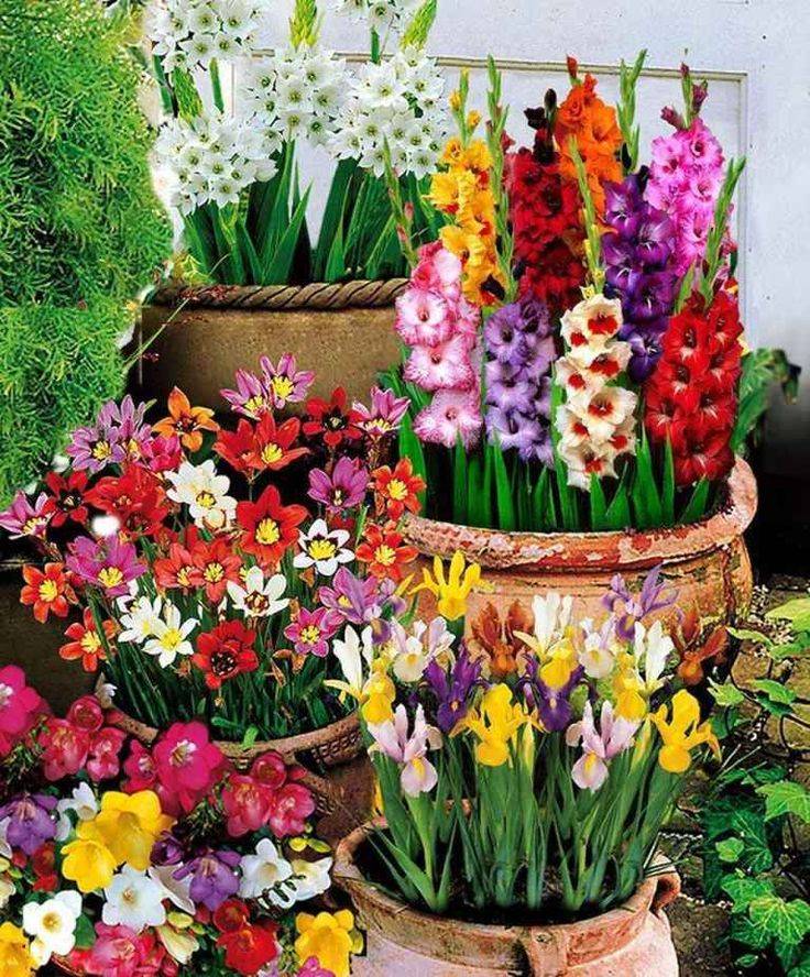 19 Summer Bulb Garden Ideas You Should Look | SharonSable
