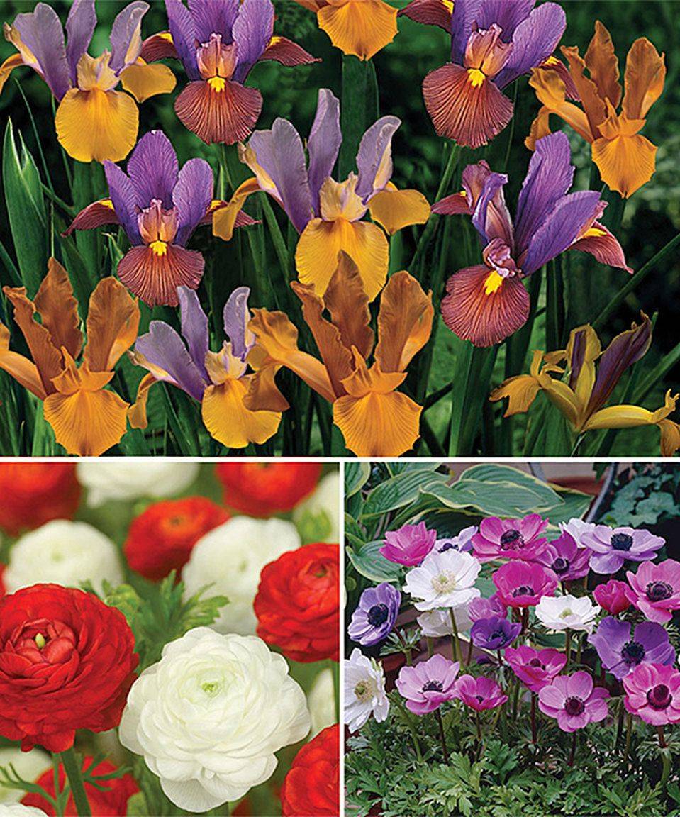 19 Summer Bulb Garden Ideas You Should Look | SharonSable