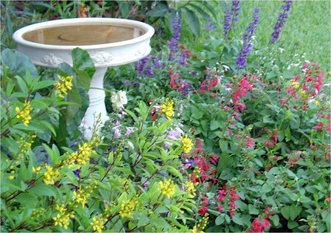 21 Butterfly Garden Layout Ideas To Consider | SharonSable