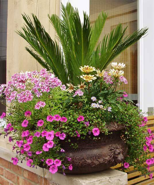 20 Container Garden with Palms Ideas To Consider | SharonSable