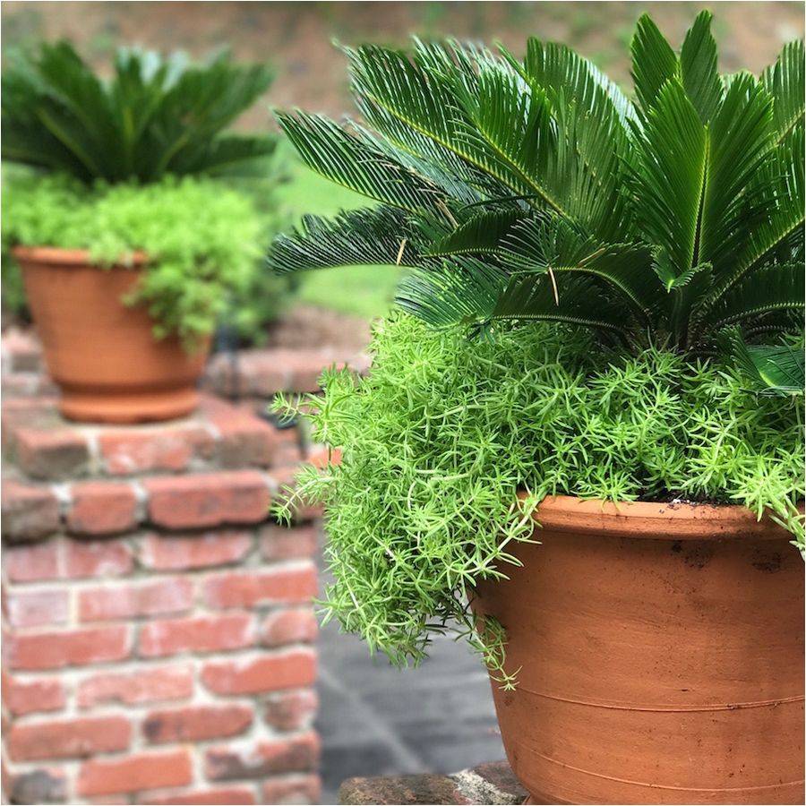 20 Container Garden with Palms Ideas To Consider | SharonSable