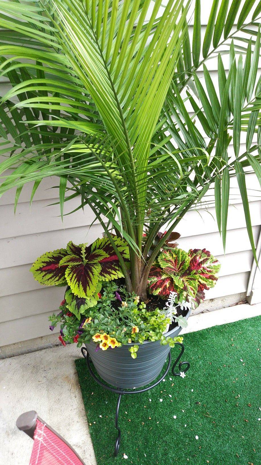 20 Container Garden with Palms Ideas To Consider | SharonSable