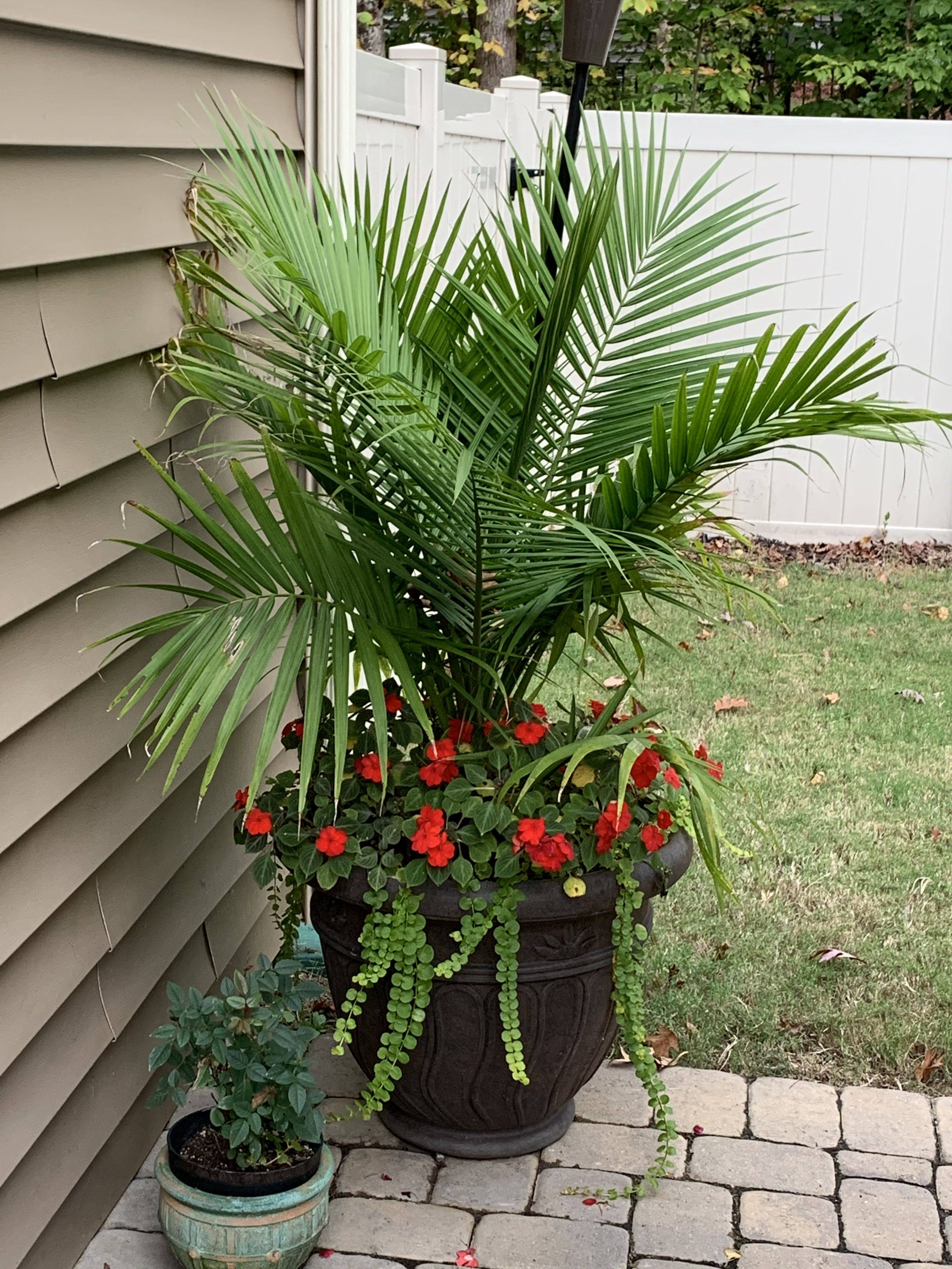 20 Container Garden with Palms Ideas To Consider | SharonSable