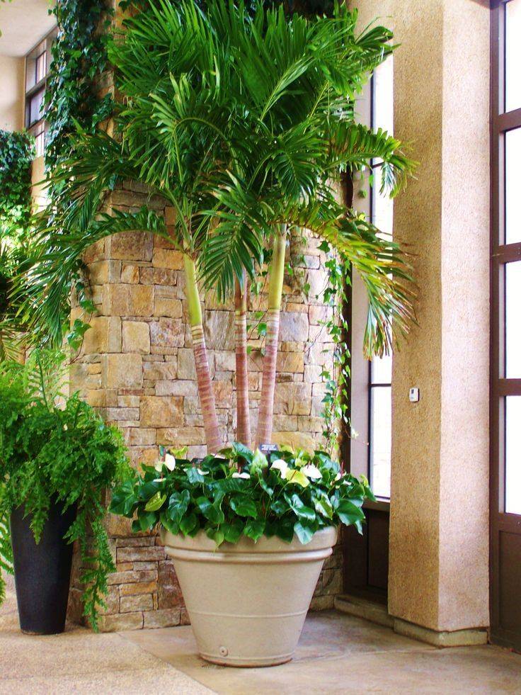 20 Container Garden with Palms Ideas To Consider | SharonSable