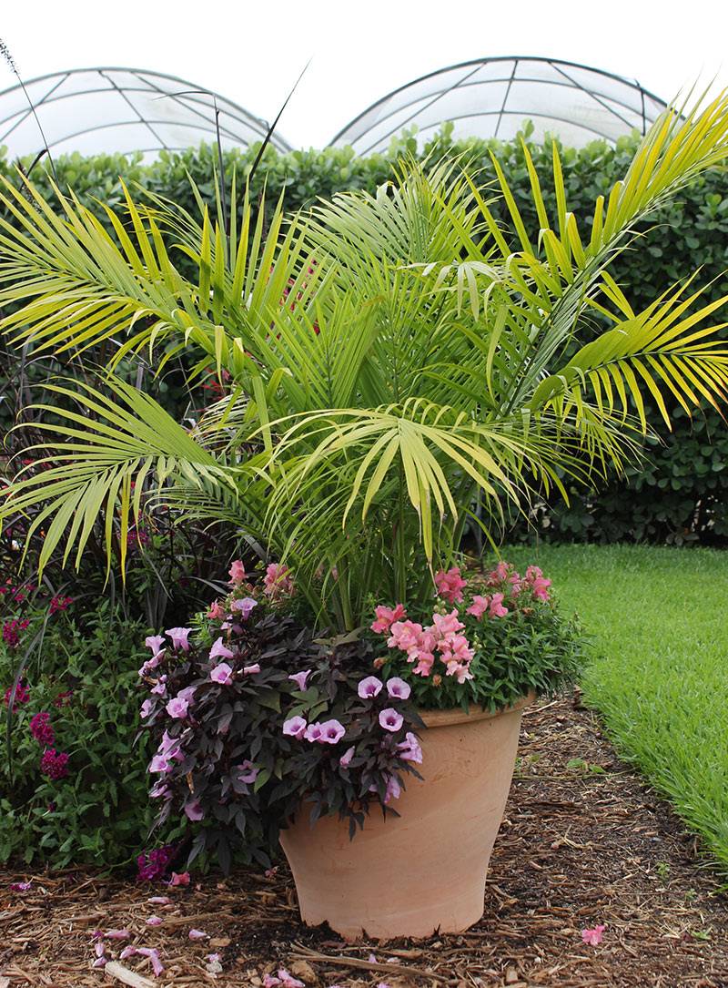 20 Container Garden with Palms Ideas To Consider | SharonSable