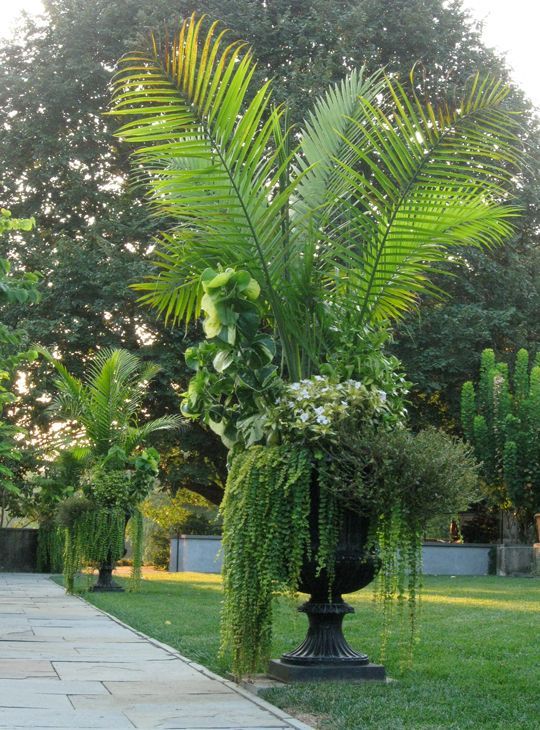 20 Container Garden with Palms Ideas To Consider | SharonSable