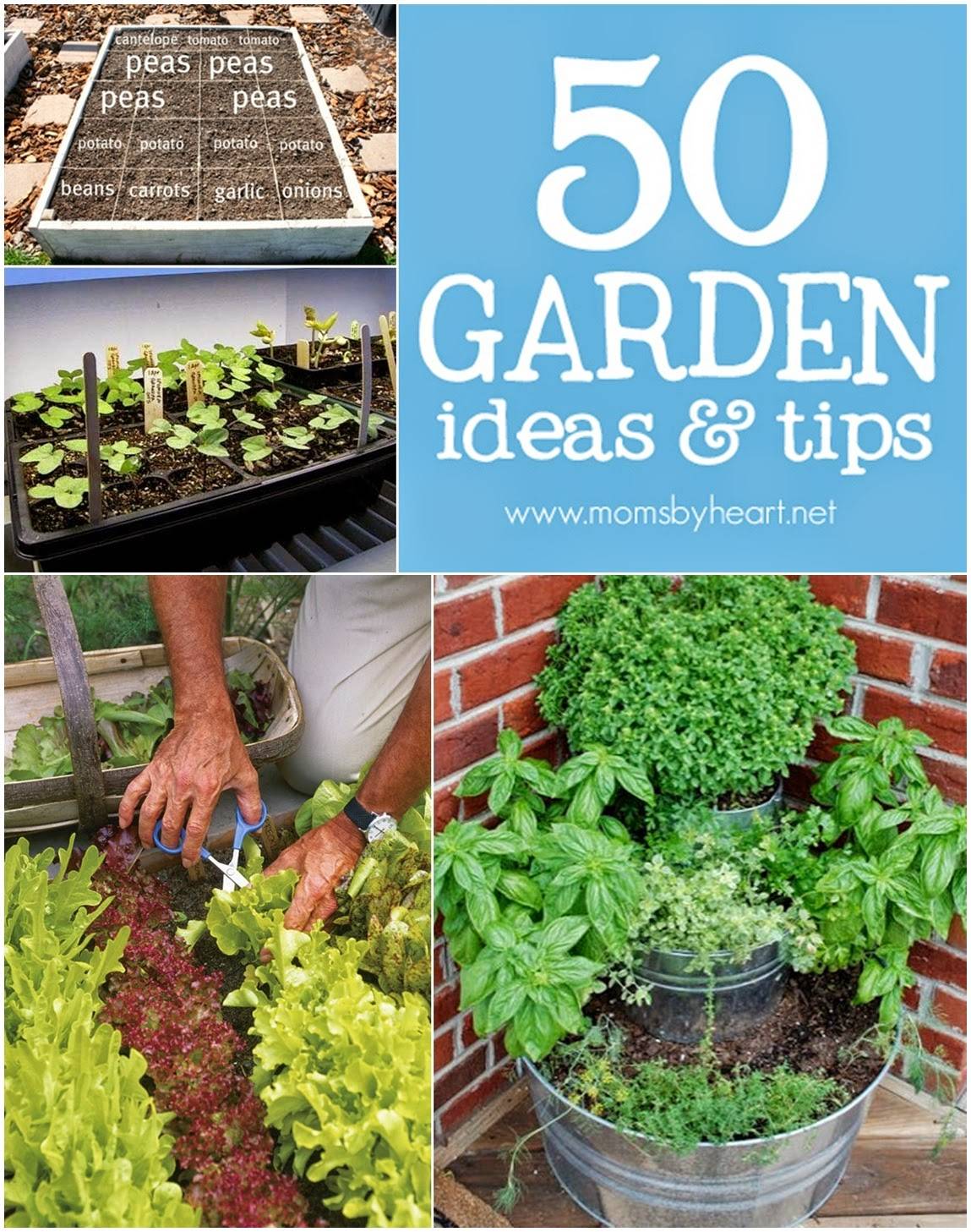 20 Gardening Tips and Ideas You Should Check | SharonSable