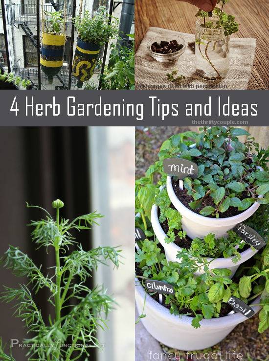 20 Gardening Tips and Ideas You Should Check | SharonSable