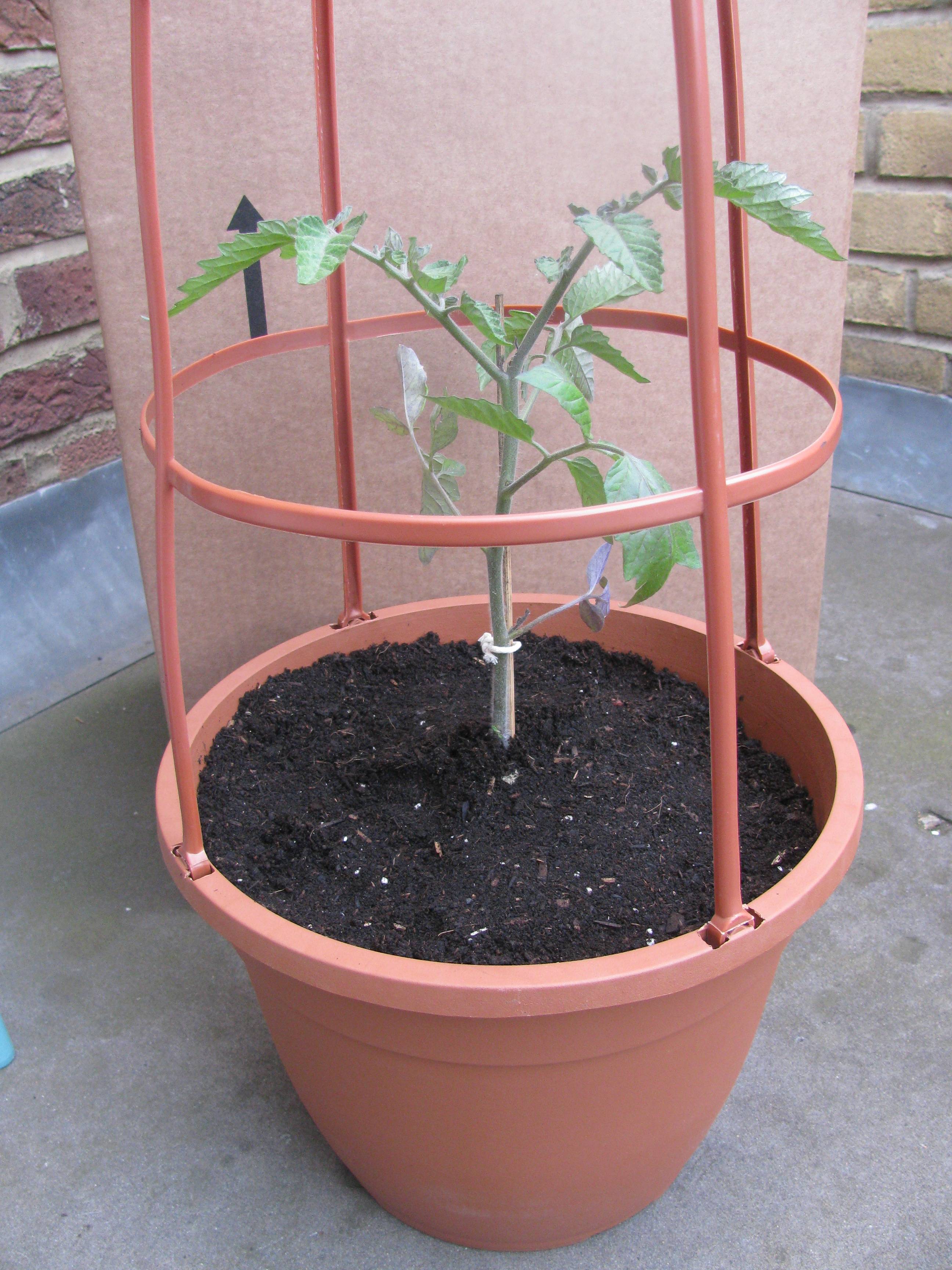 20 Tomato Container Gardening Ideas Worth to Check | SharonSable
