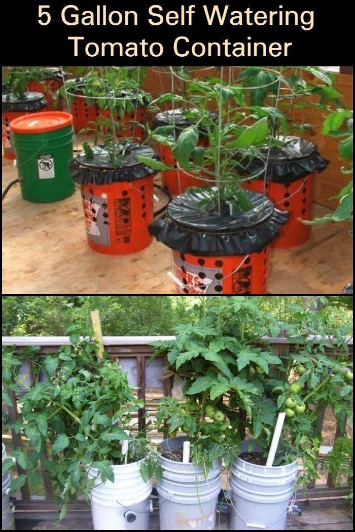20 Tomato Container Gardening Ideas Worth to Check | SharonSable