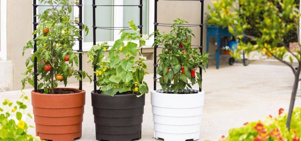 20 Tomato Container Gardening Ideas Worth to Check | SharonSable