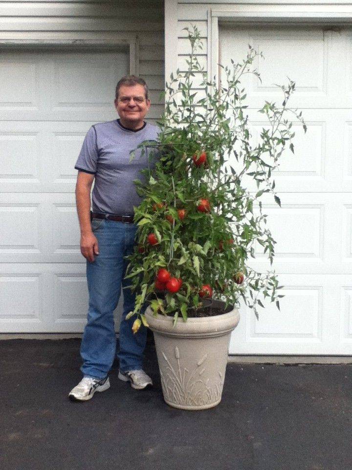 20 Tomato Container Gardening Ideas Worth to Check | SharonSable