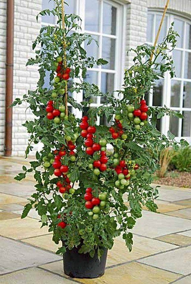 20 Tomato Container Gardening Ideas Worth to Check | SharonSable