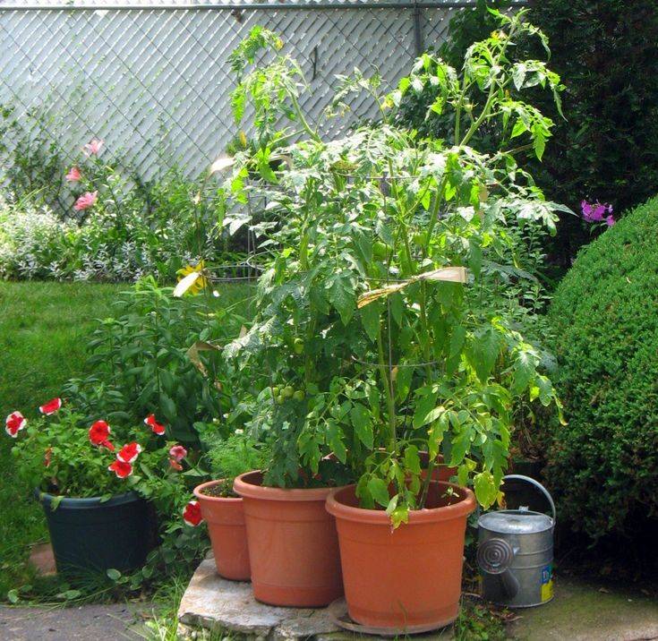 20 Tomato Container Gardening Ideas Worth to Check | SharonSable