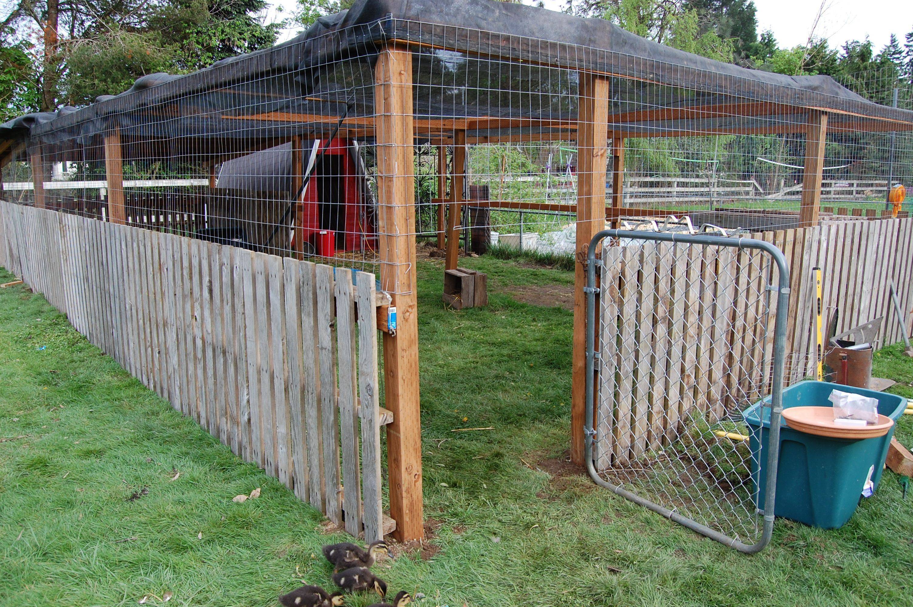 20 Chicken Wire Garden Enclosure Ideas Worth to Check | SharonSable